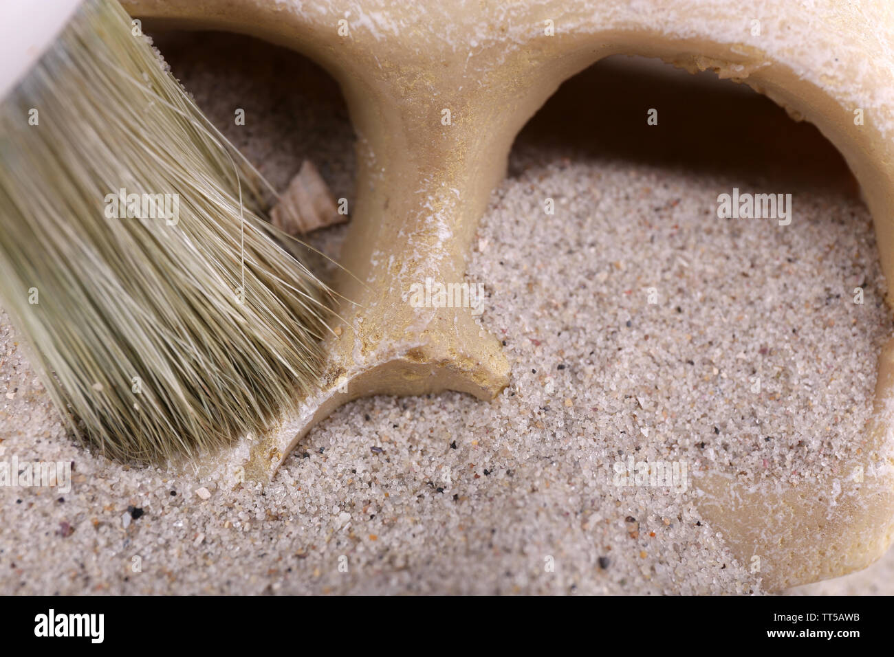 Human skull in sand and brush closeup Stock Photo - Alamy