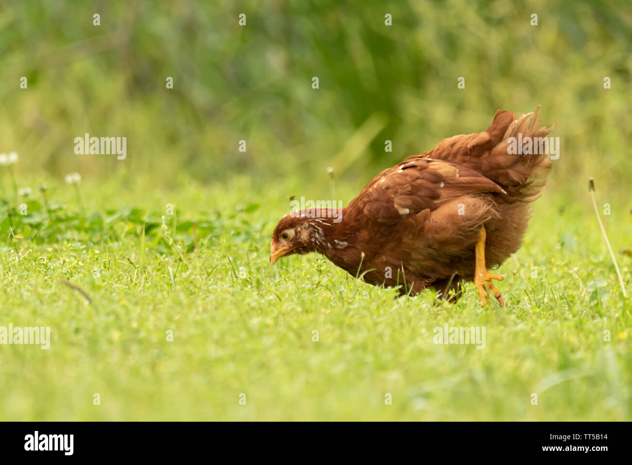 Red Production and Long Island Red Chickens search the grass for bugs ...