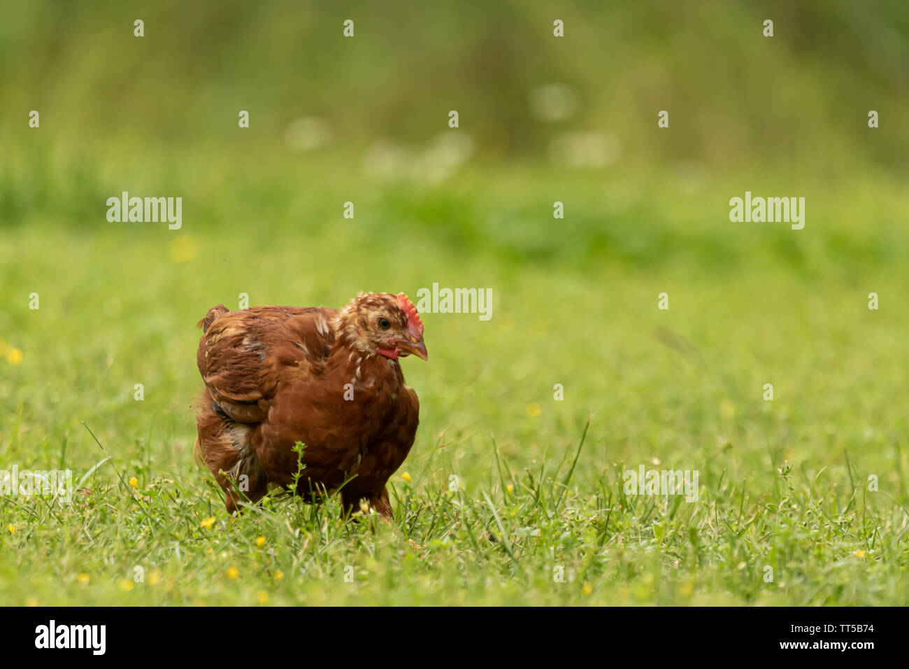 Red Production and Long Island Red Chickens search the grass for bugs ...