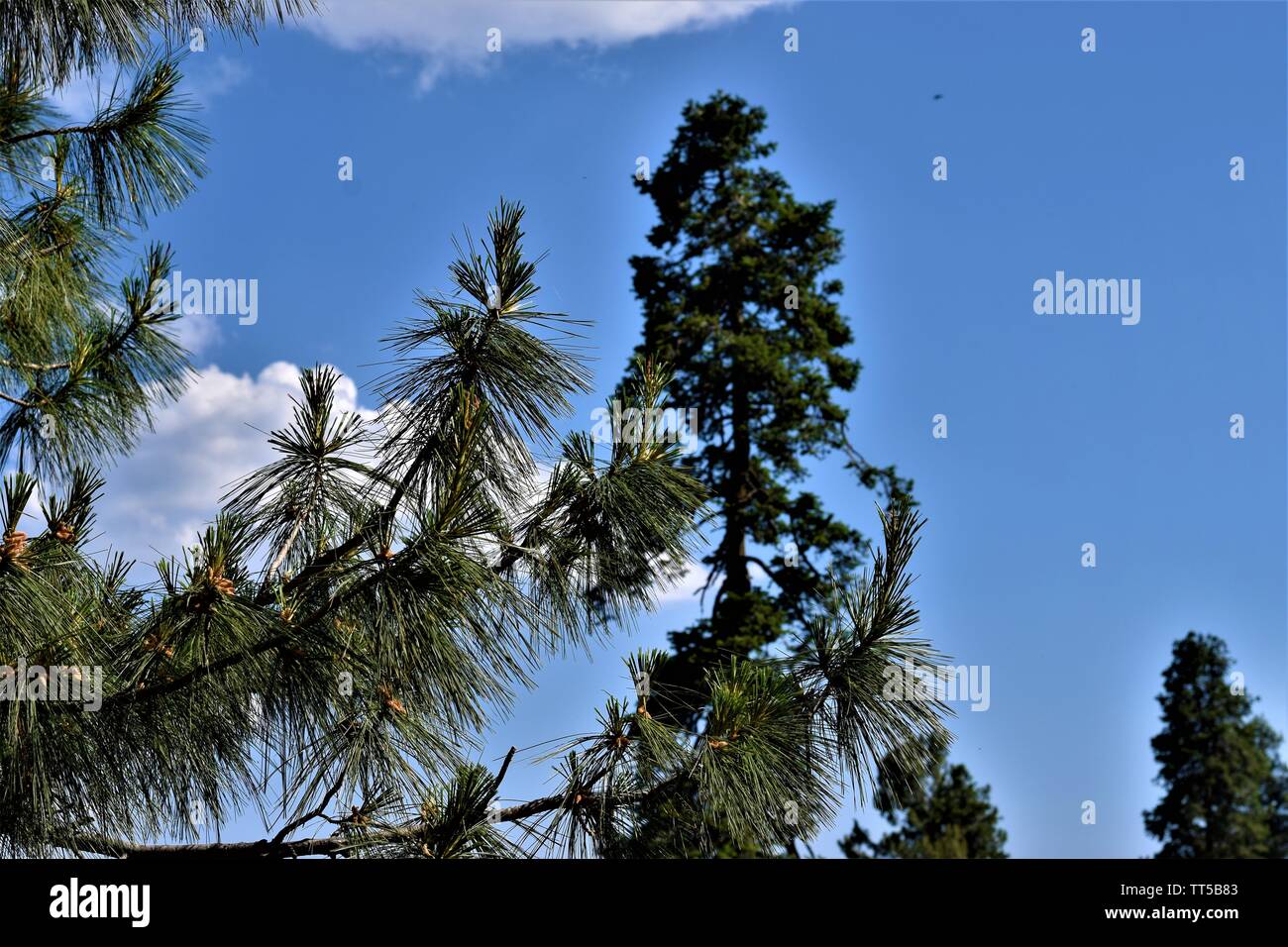 Plants on mountains hi-res stock photography and images - Alamy