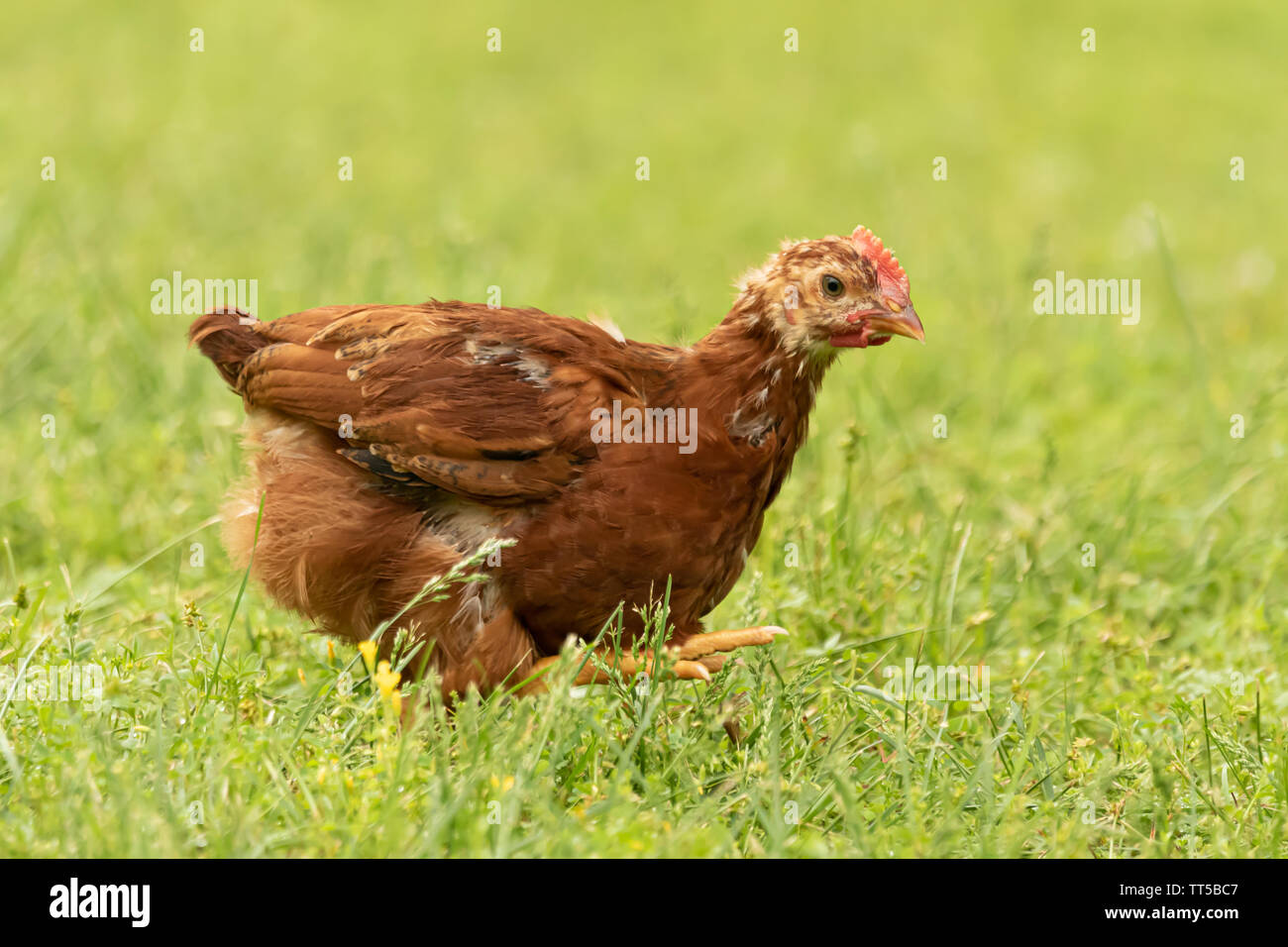 Production Red Chickens