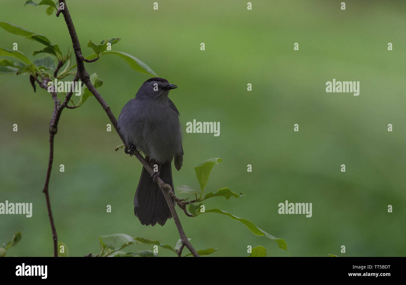 Female catbird hi-res stock photography and images - Alamy