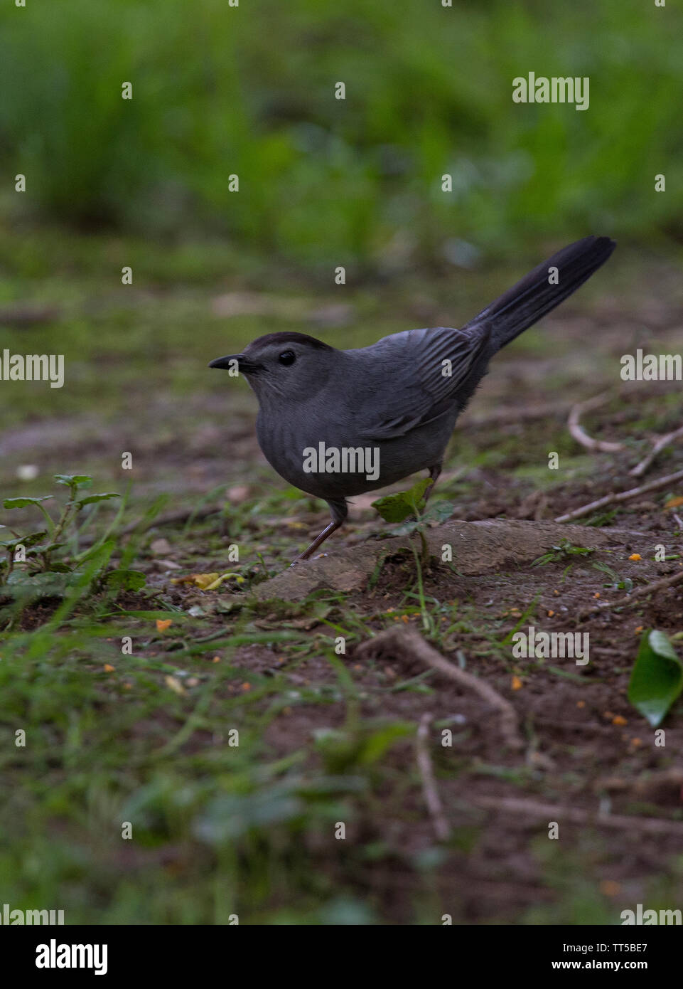 Female catbird hi-res stock photography and images - Alamy