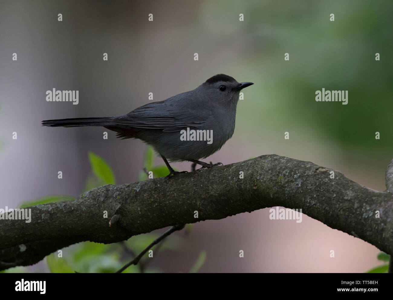 Female catbird hi-res stock photography and images - Alamy
