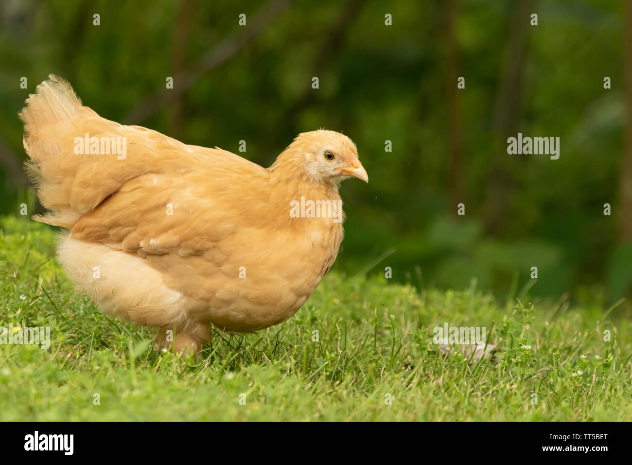 A buff Orpington chick seaches for bugs in the grass in Teresita ...
