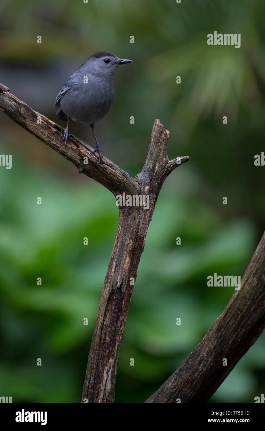 Female catbird hi-res stock photography and images - Alamy