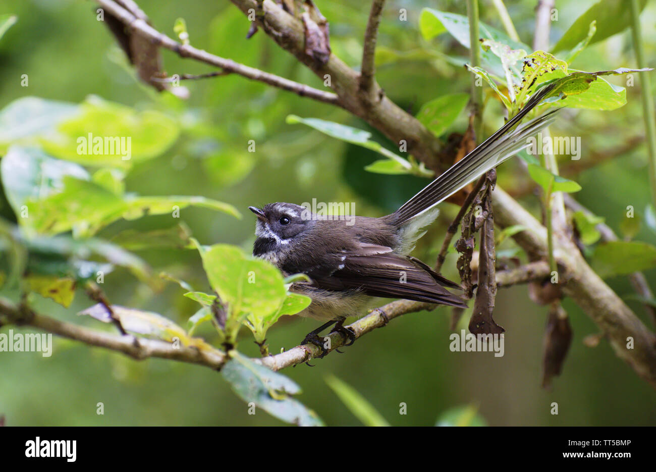 Native New Zealand pied morph adult fantail piwakawaka side portrait ...