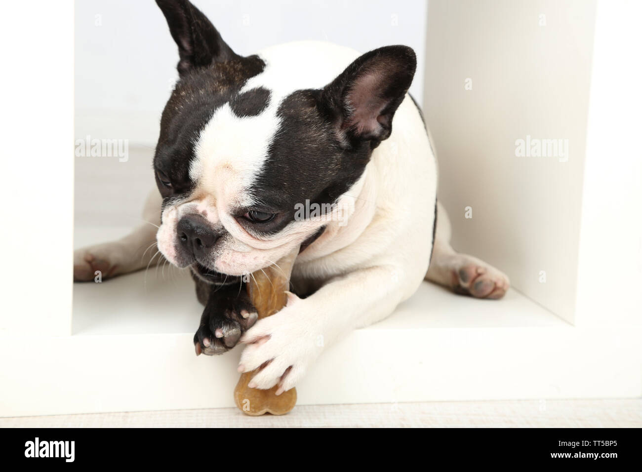 French bulldog with bone in room Stock Photo - Alamy