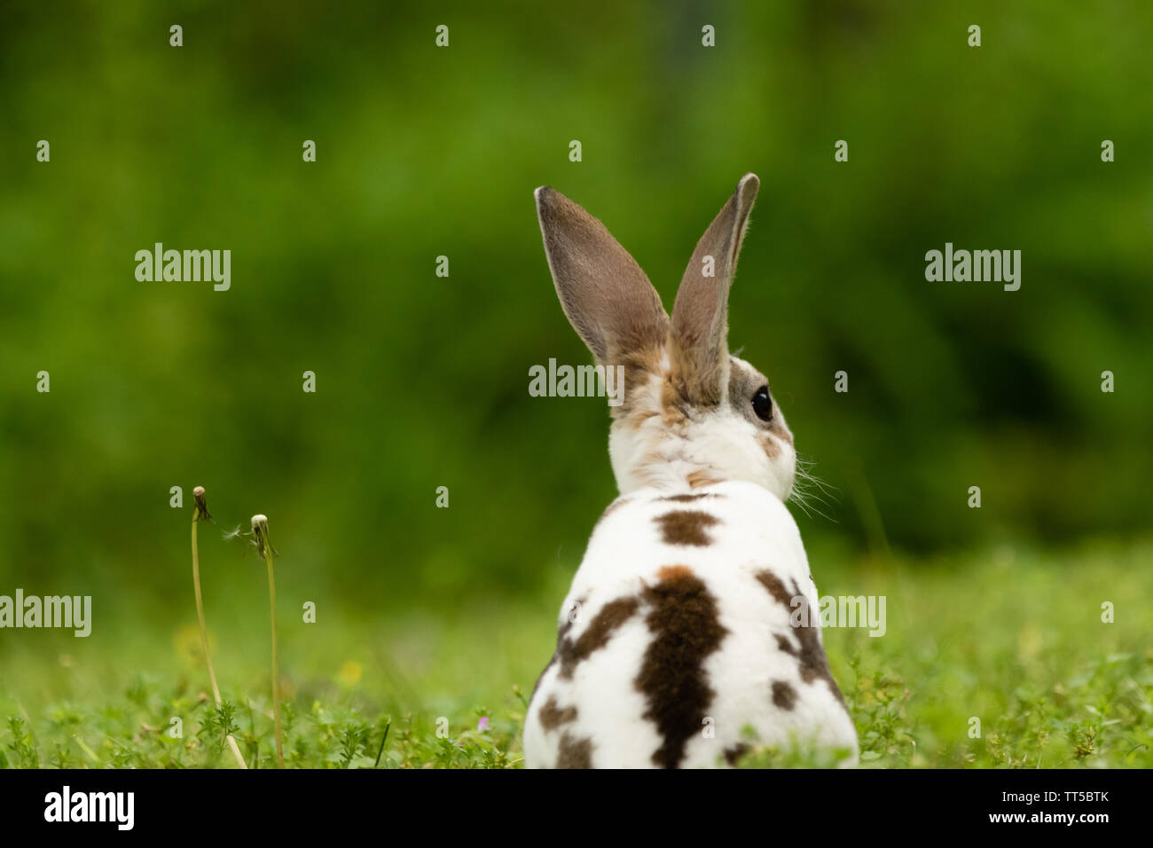 Mini rex rabbit hi-res stock photography and images - Alamy