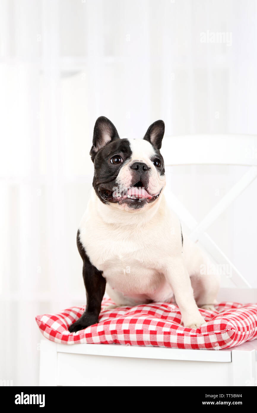 French bulldog sitting on chair on light background Stock Photo - Alamy