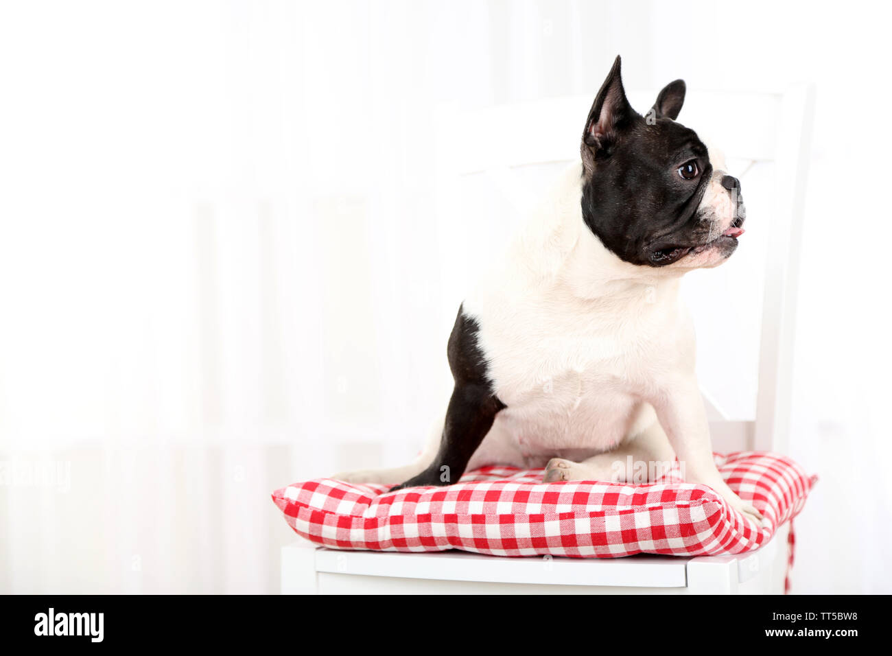 French bulldog sitting on chair on light background Stock Photo - Alamy