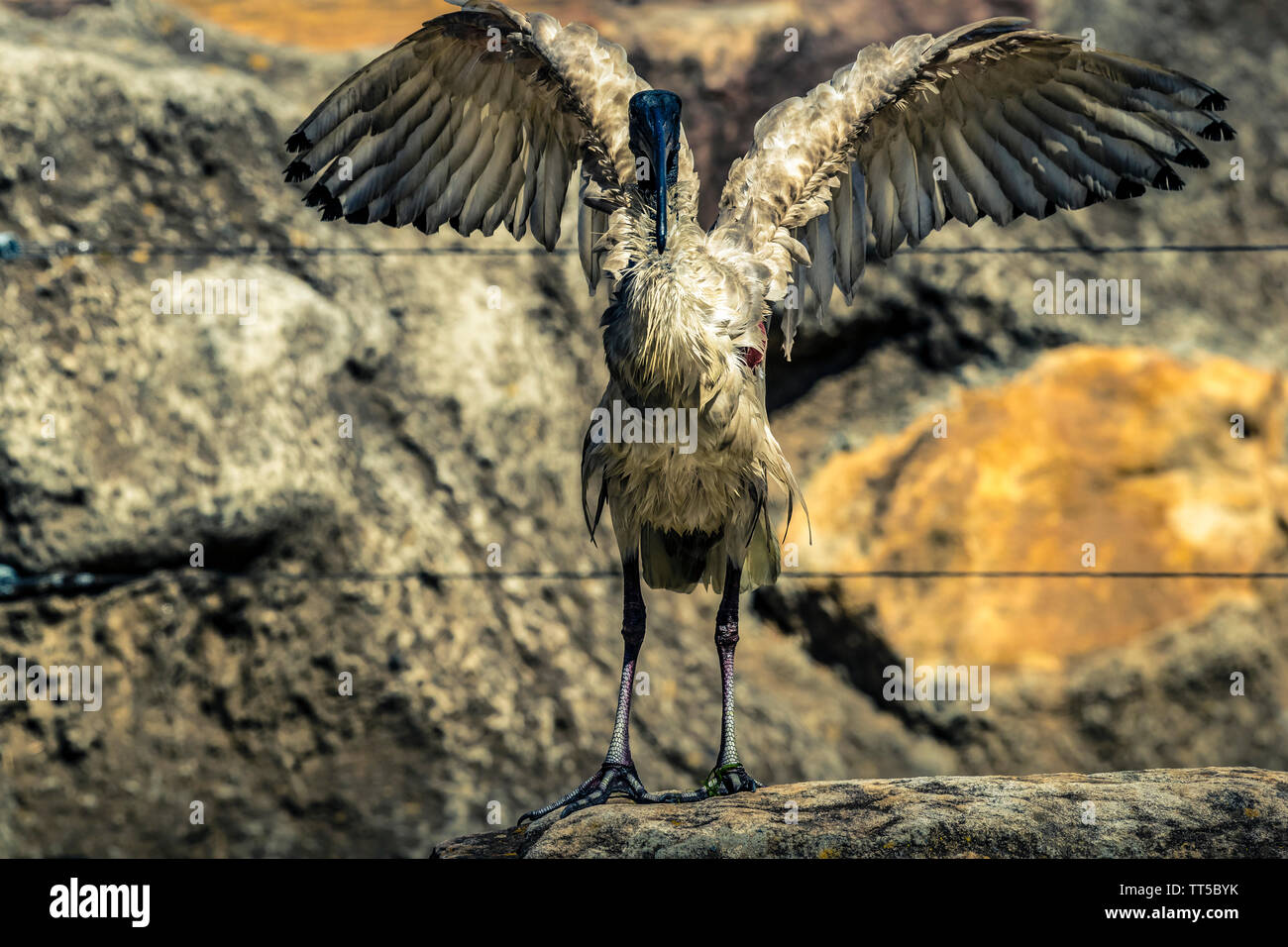 Ibis strutting in the sunshine Stock Photo - Alamy
