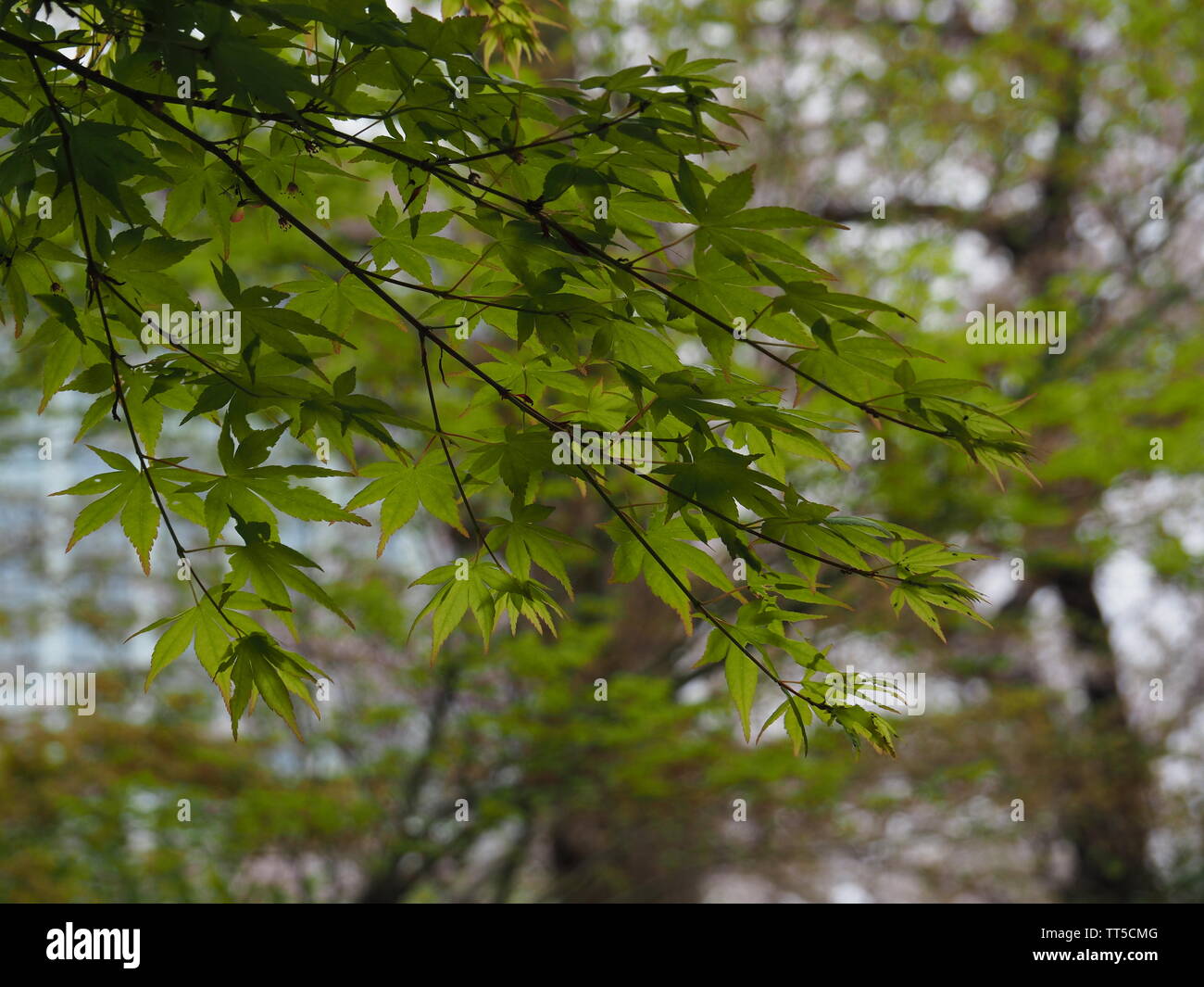 green japanese maple in tokio / tokyo Stock Photo - Alamy
