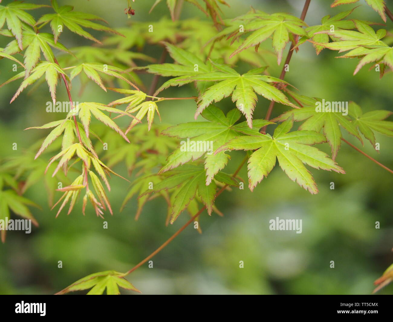 green japanese maple in tokio / tokyo Stock Photo - Alamy
