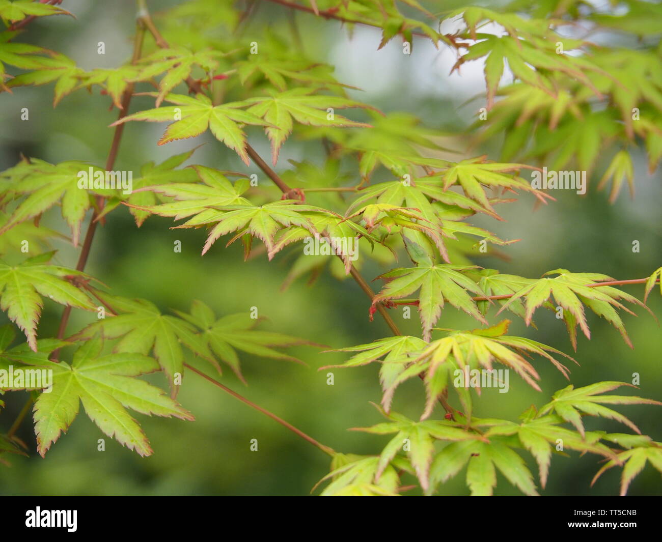Acer culture hi-res stock photography and images - Alamy