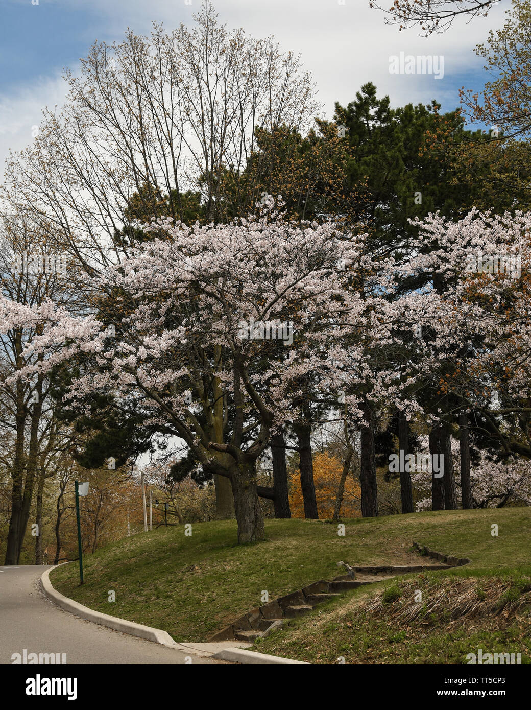 Cherry Blossoms at High Park Stock Photo - Alamy