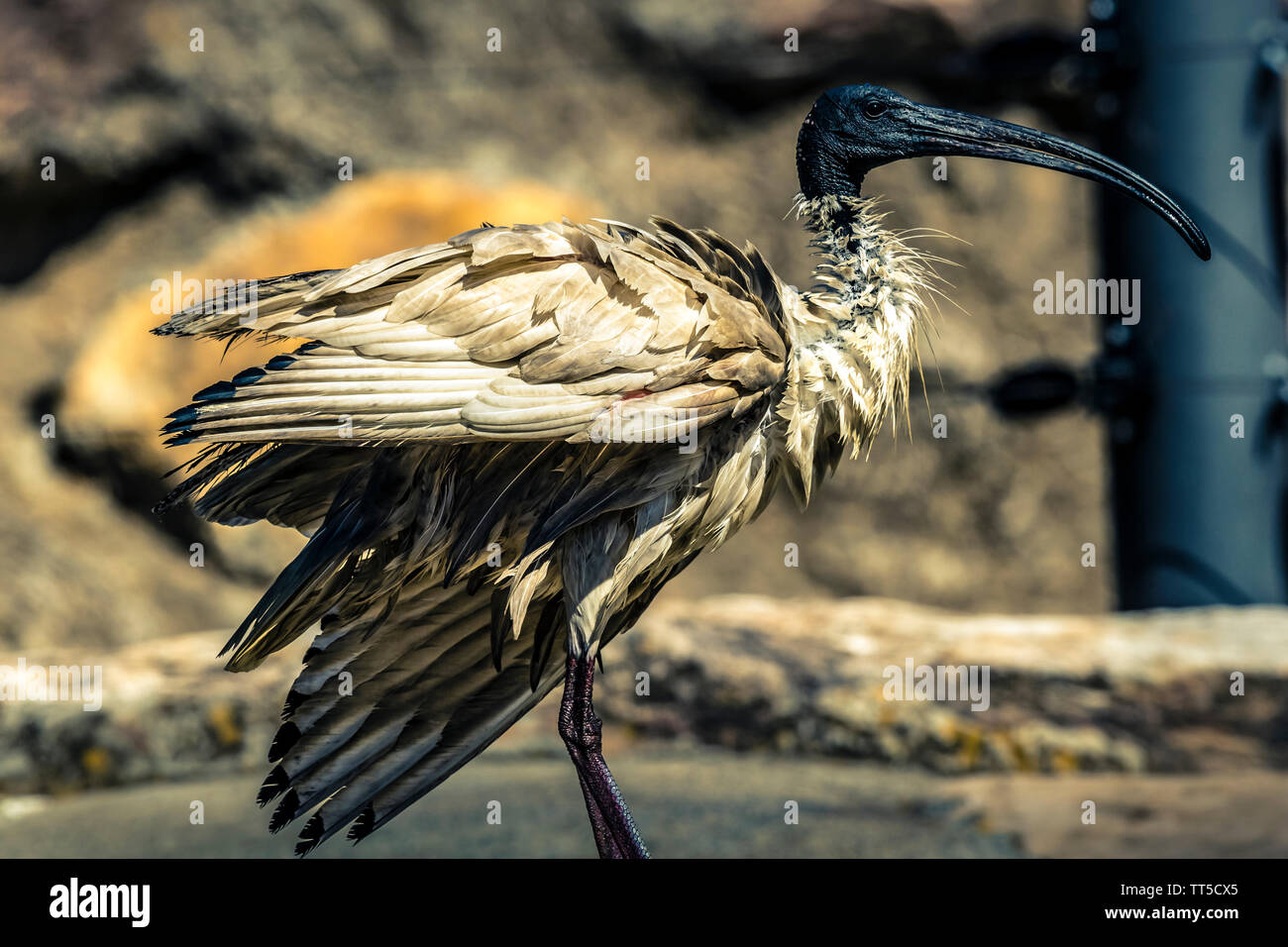 Ibis strutting in the sunshine Stock Photo - Alamy