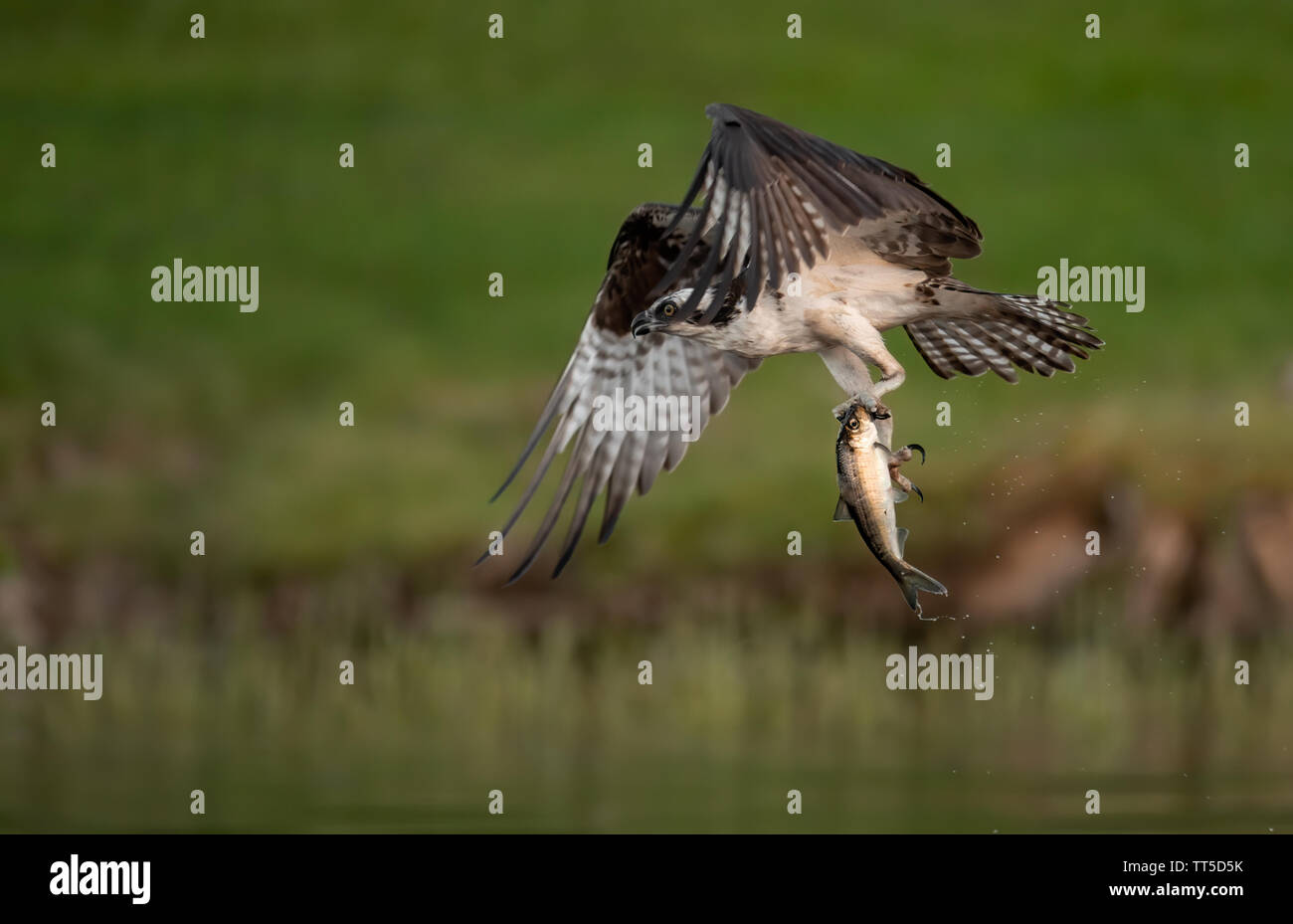 Osprey catching a Fish Stock Photo - Alamy