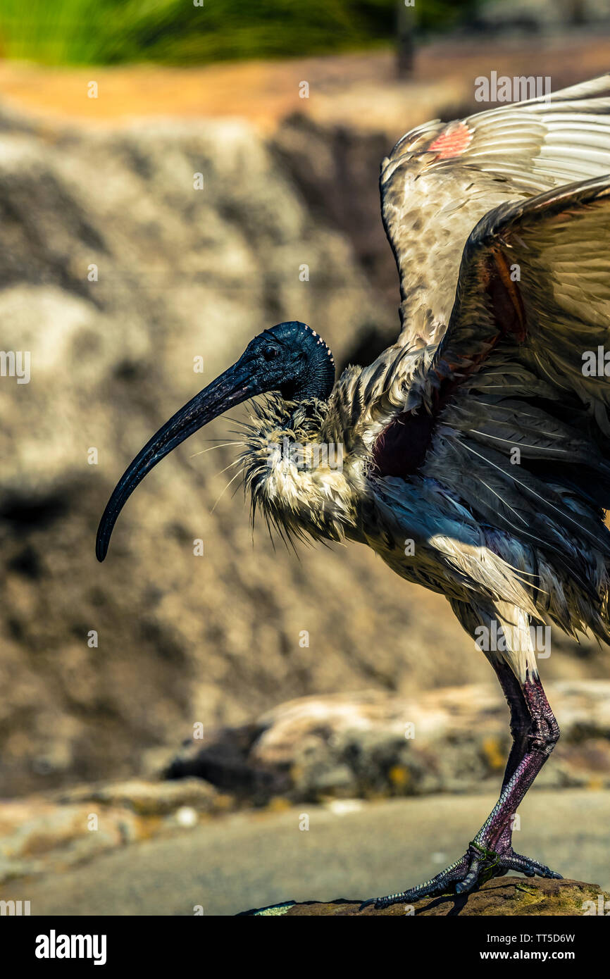 Ibis strutting in the sunshine Stock Photo - Alamy