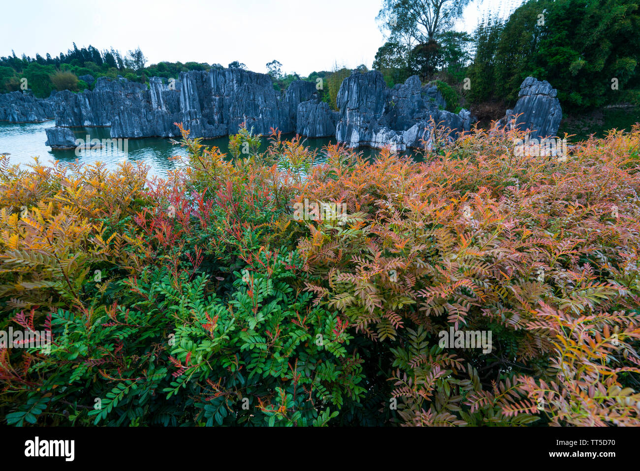 Limestone rocks over the lake, The Stone Forest, Shilin Yi Autonomous ...