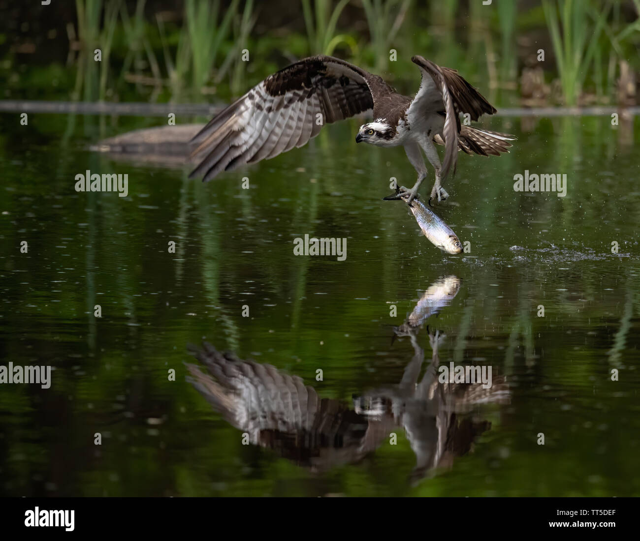 Osprey catching a Fish Stock Photo - Alamy
