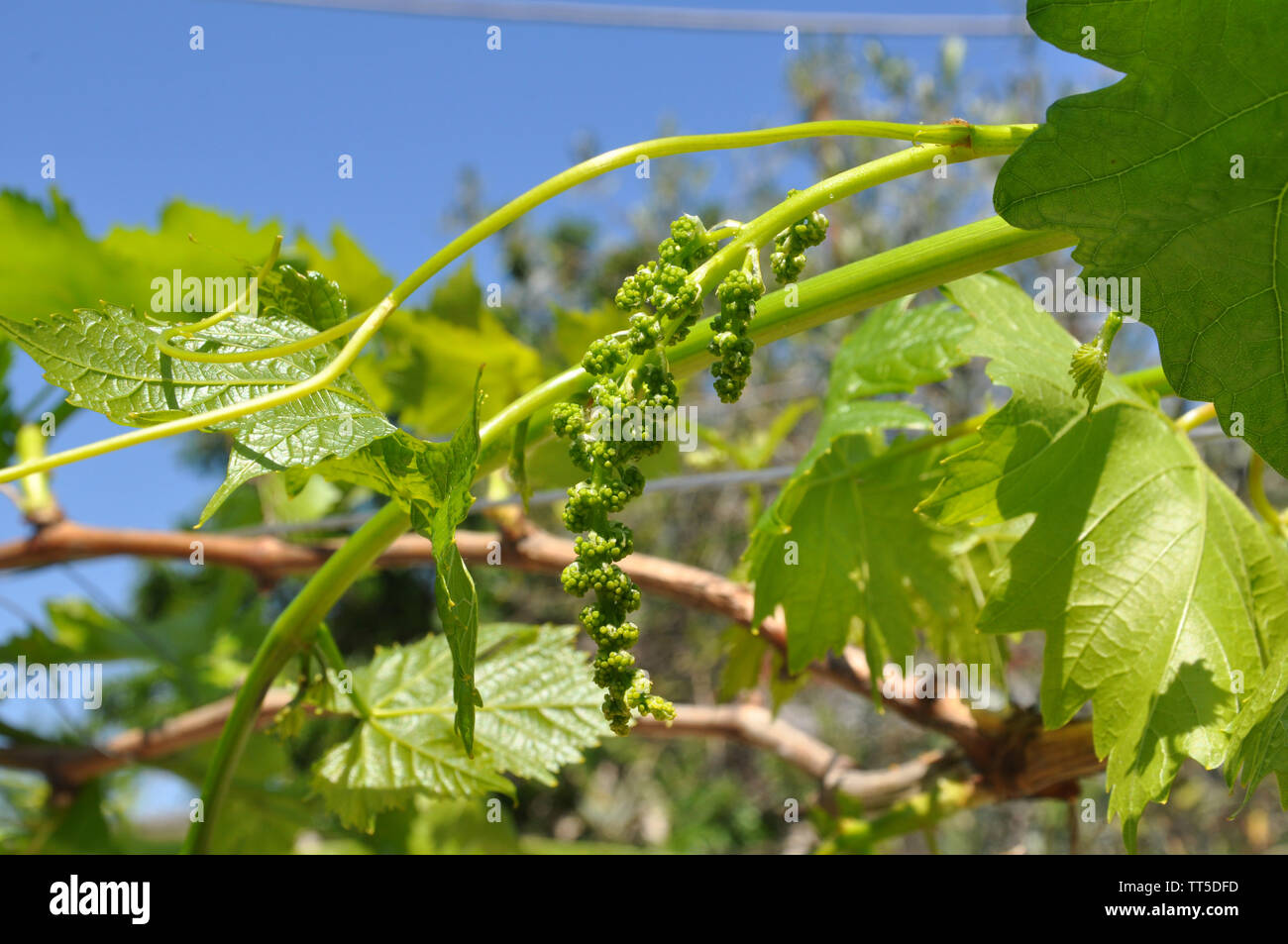 New Young Grapes Stock Photo - Alamy