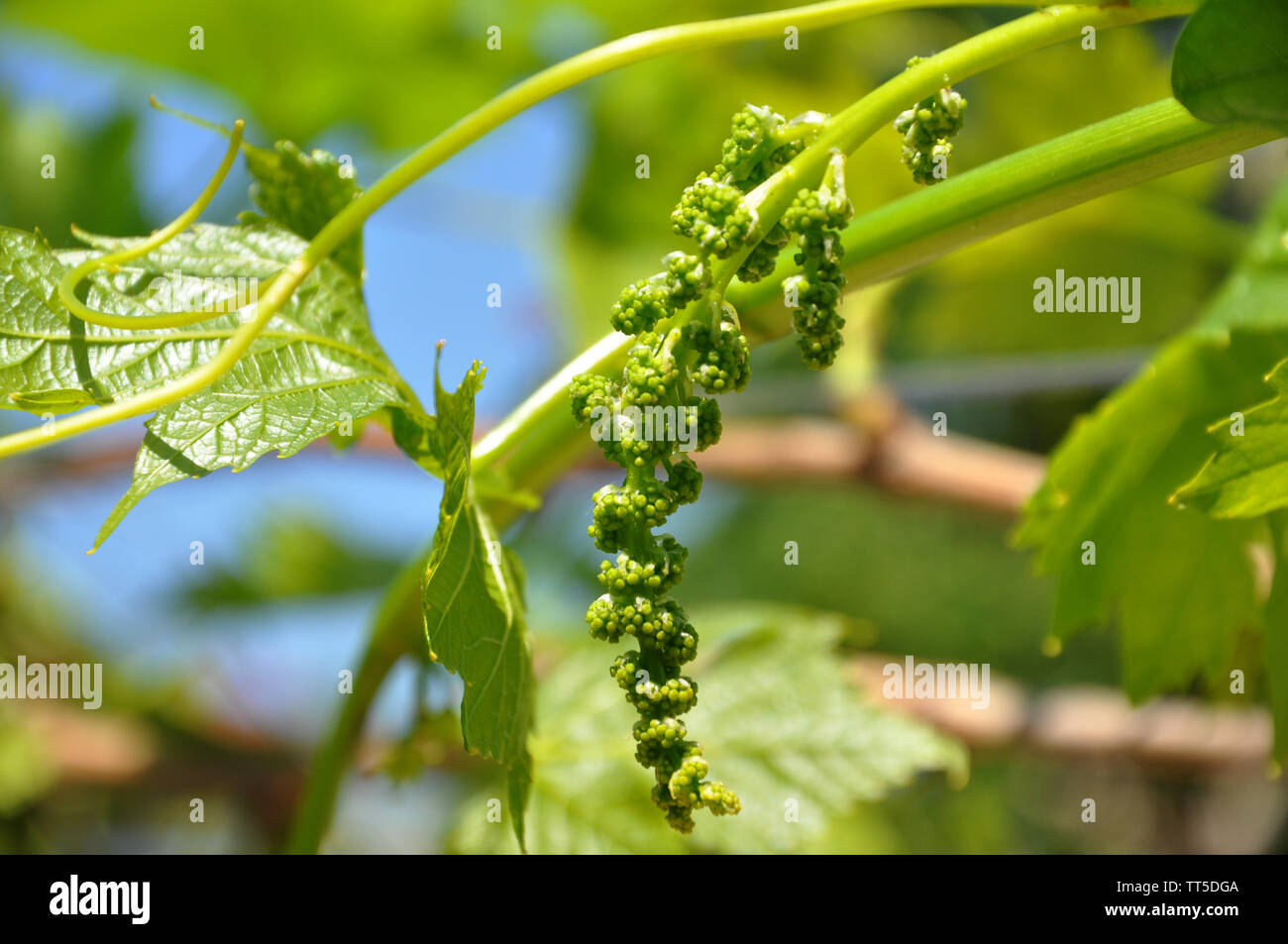 Grapes farming hi-res stock photography and images - Alamy