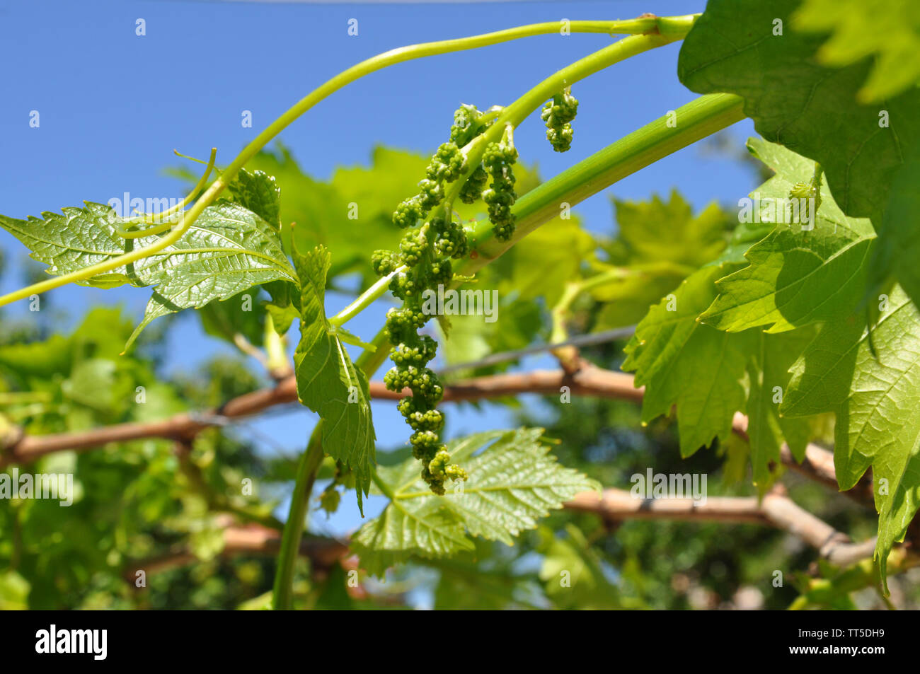 New Young Grapes Stock Photo - Alamy