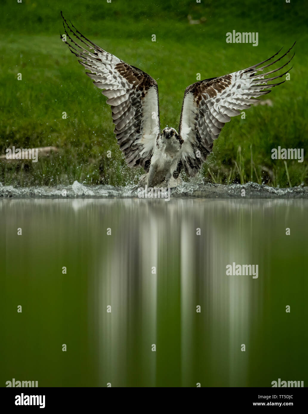 Osprey catching a Fish Stock Photo - Alamy