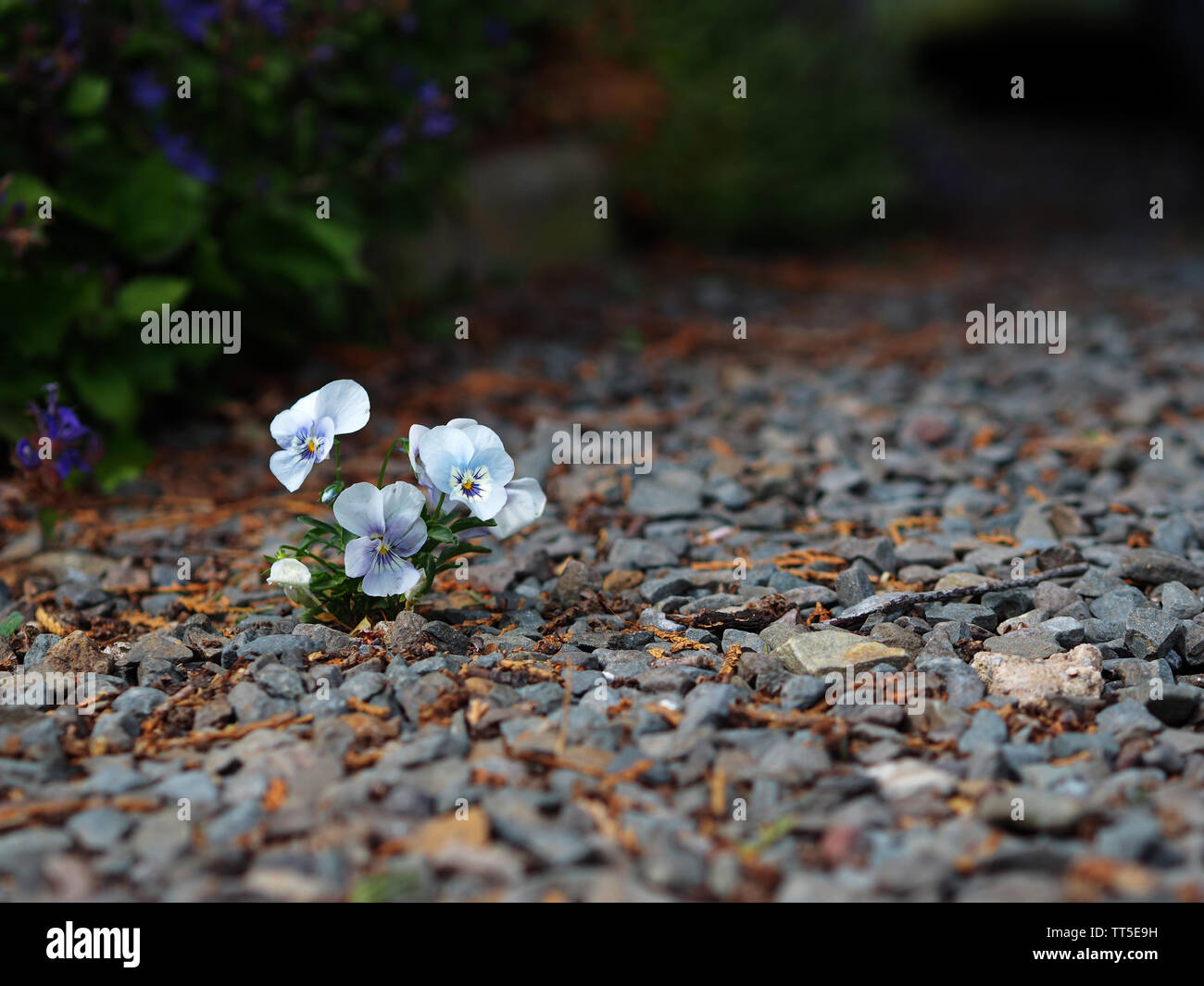 Small Horn High Resolution Stock Photography and Images - Alamy