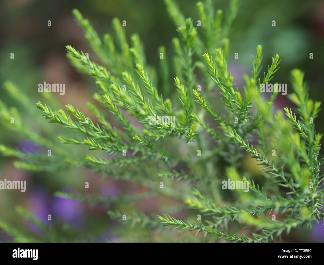 Giant Sequoia Sequoiadendron Giganteum Growing High Resolution Stock ...