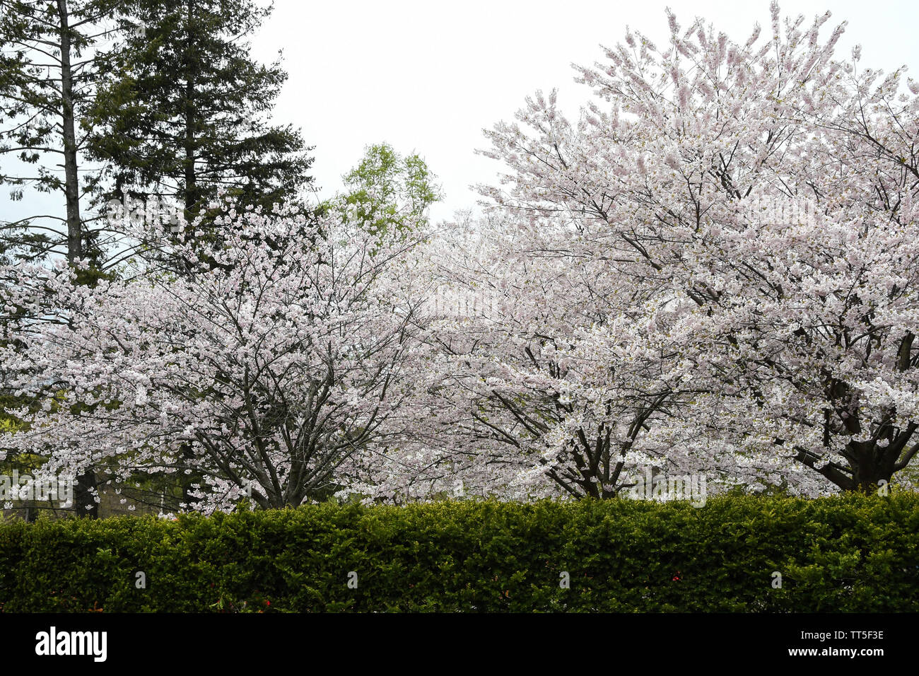 Cherry Blossoms at High Park Stock Photo - Alamy