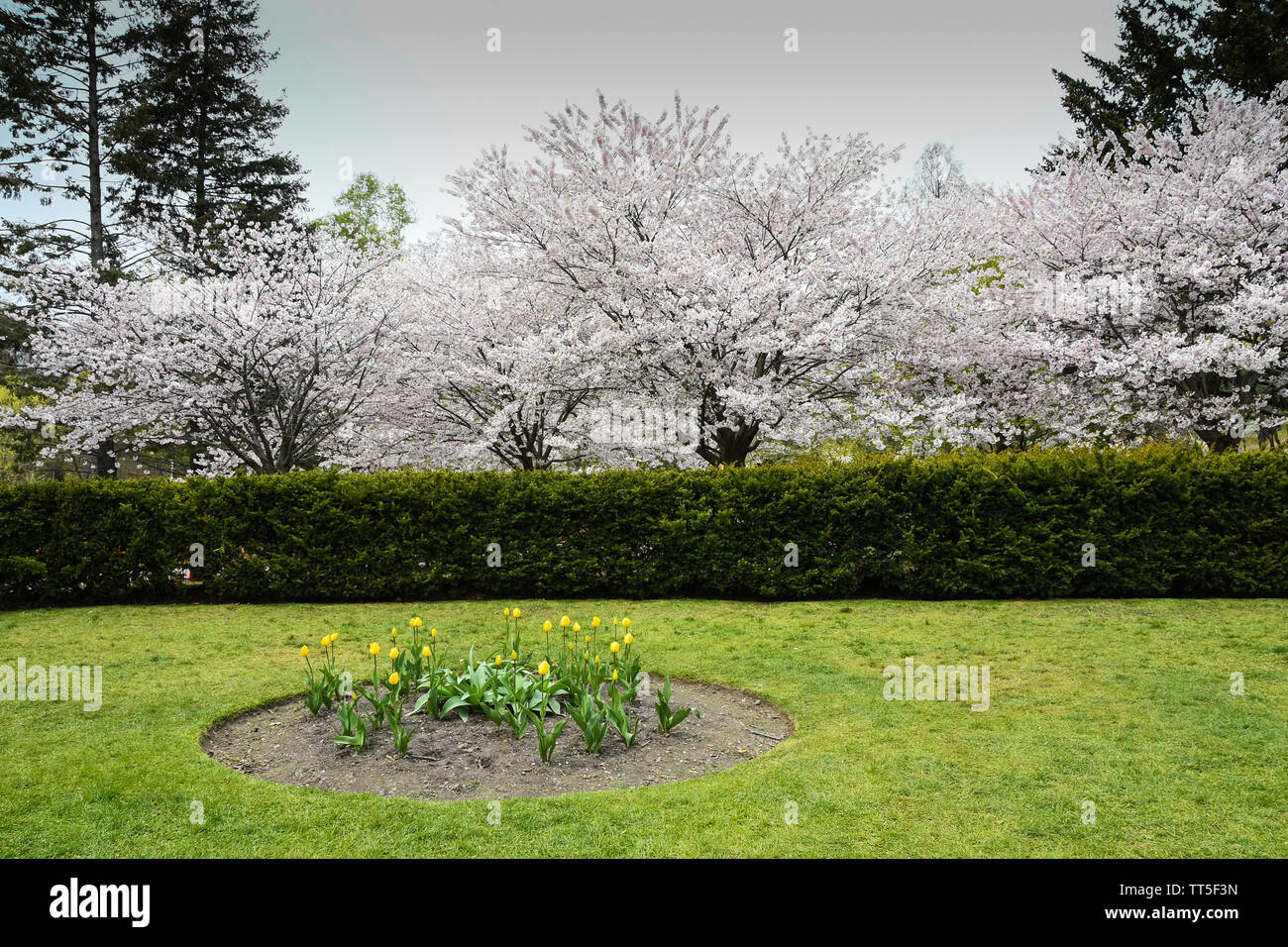 Cherry Blossoms at High Park Stock Photo - Alamy