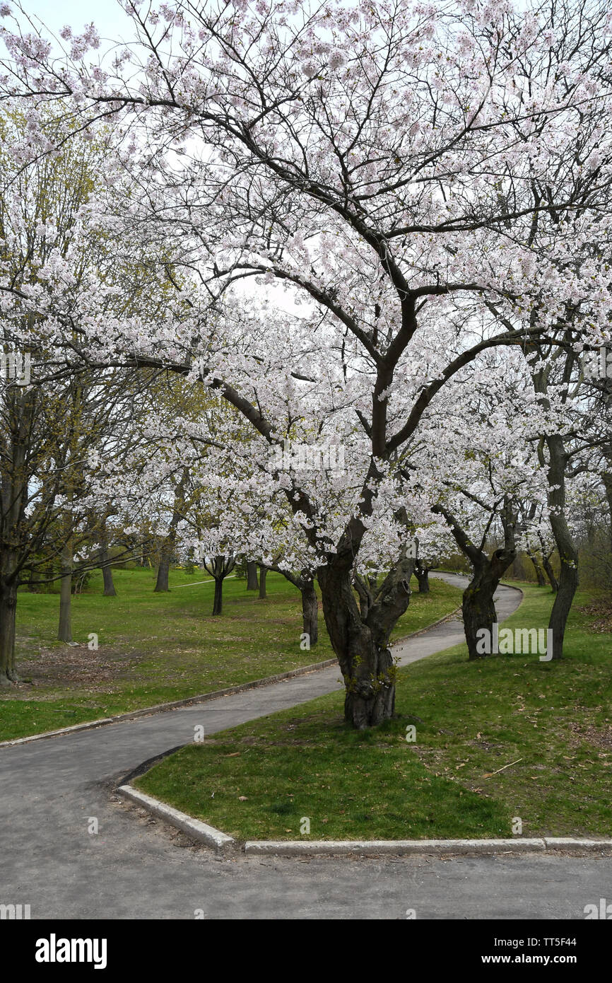 Cherry Blossoms at High Park Stock Photo - Alamy