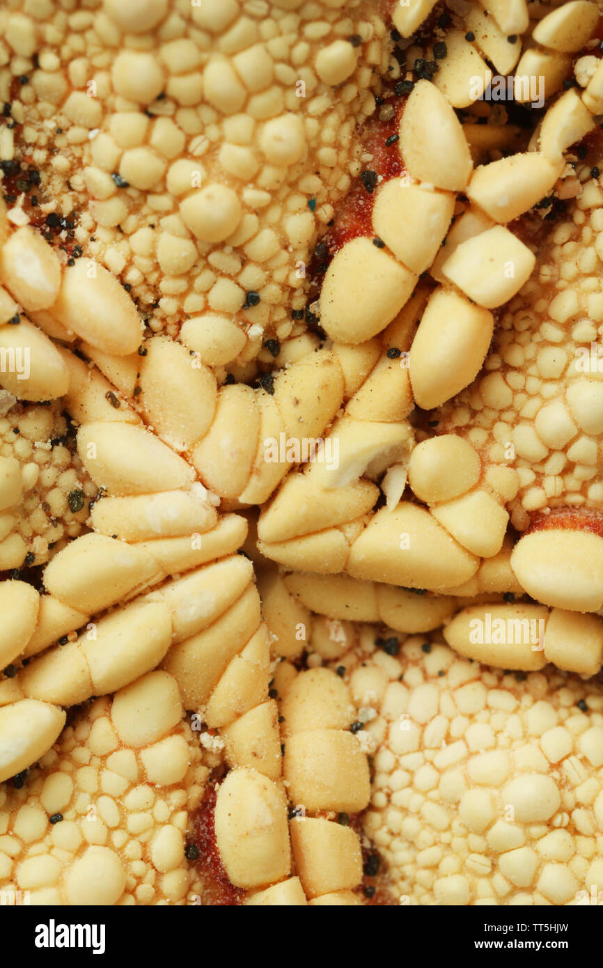 Close up of starfish hi-res stock photography and images - Alamy