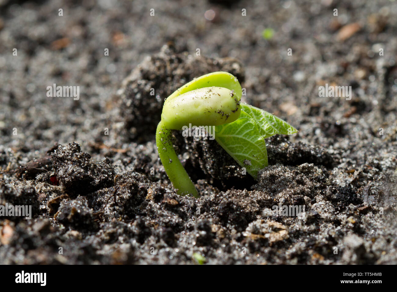 Bean seed in soil hi-res stock photography and images - Alamy