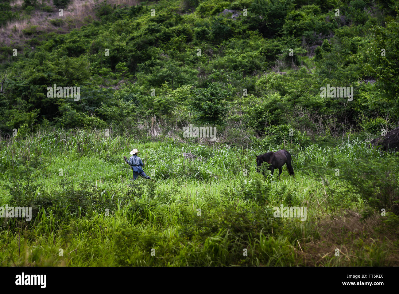 latin rancher walking with horse in Guatemalan countryside Stock Photo ...
