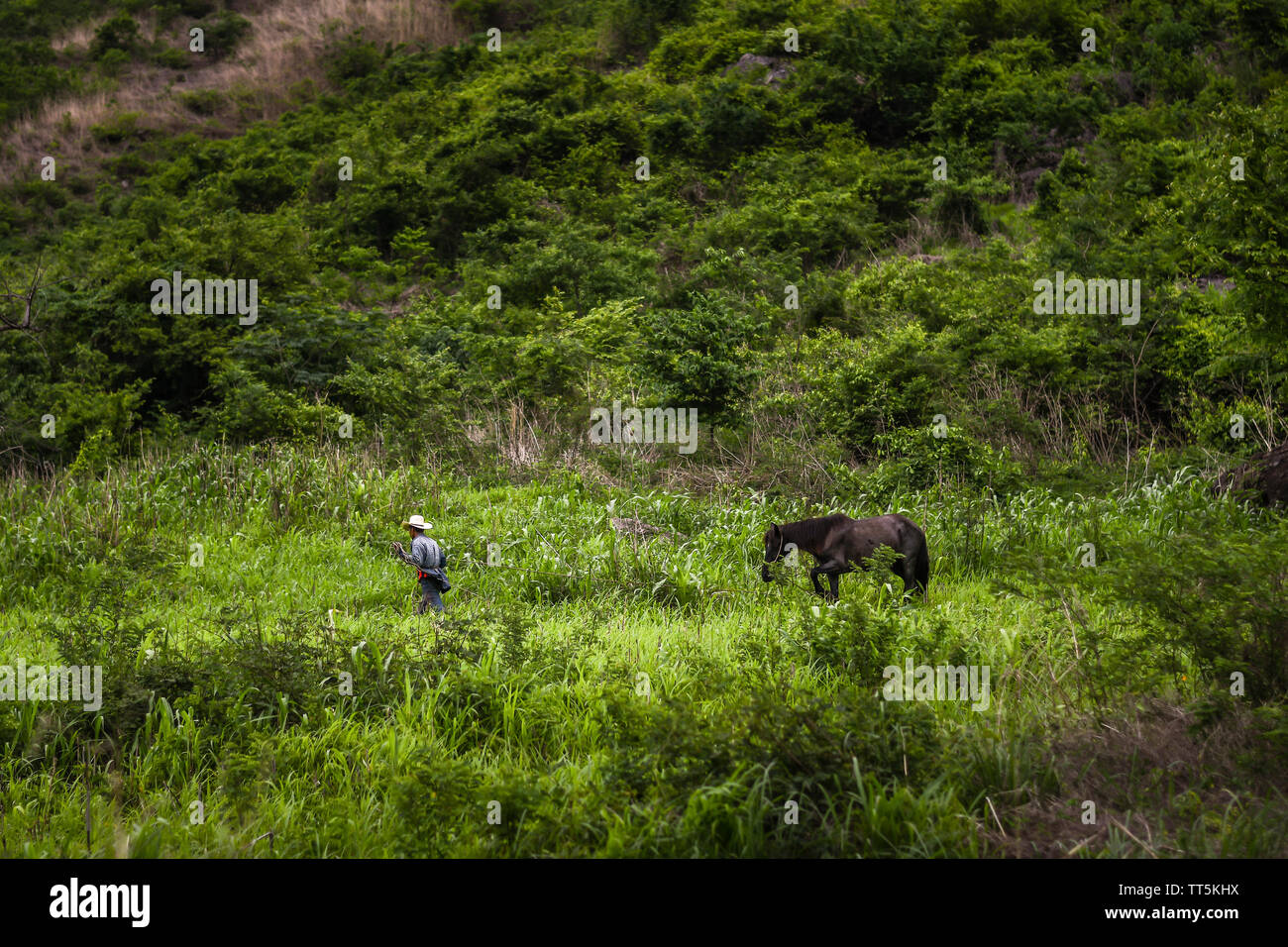 latin rancher walking with horse in Guatemalan countryside Stock Photo ...