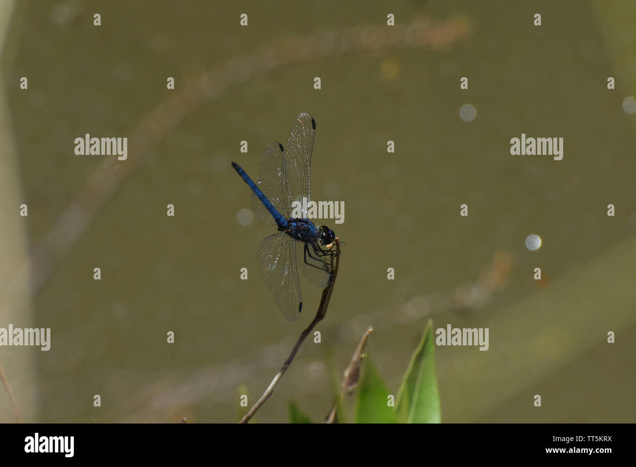 Navy Dropwing Dragonfly (Trithemis furva) Perched Tail Up Stock Photo ...