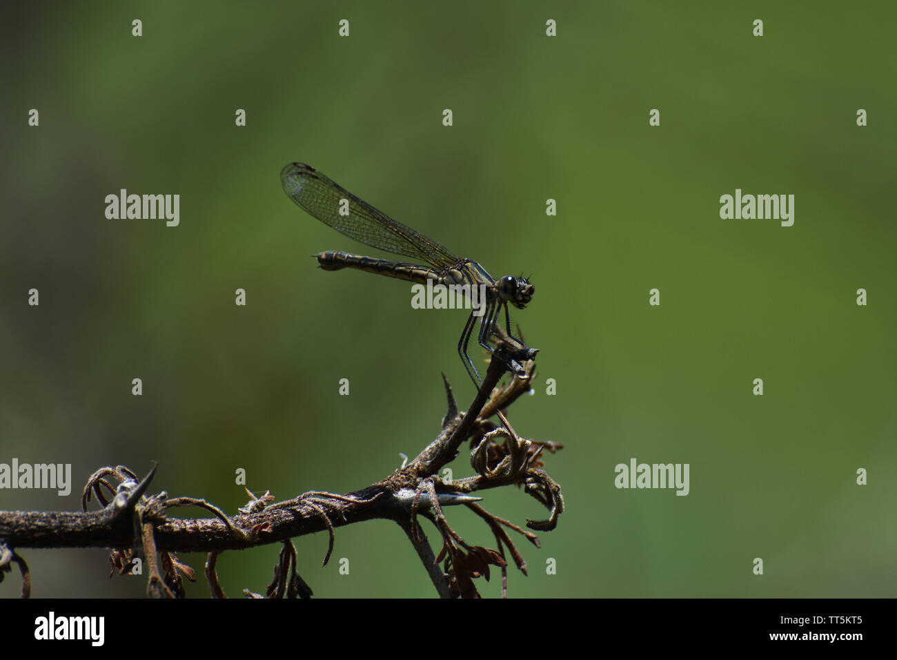 Female damselfly wings hi-res stock photography and images - Alamy