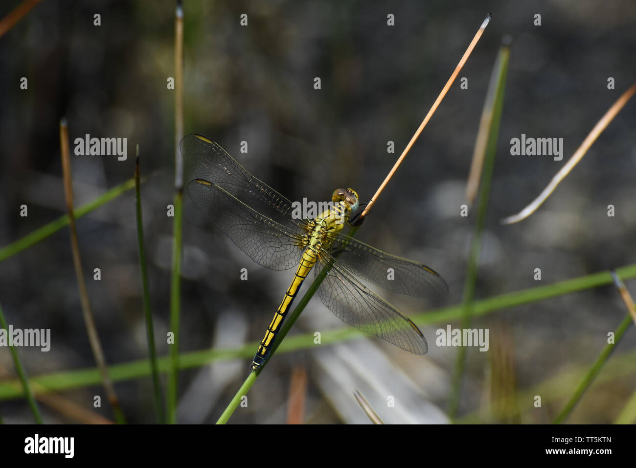 Bright abbott in hi-res stock photography and images - Alamy