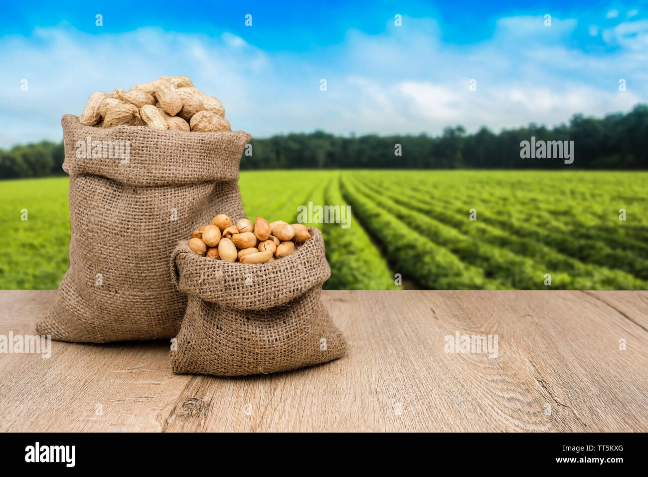 Roasted peanuts and raw peanuts in sack bag, background is peanut farm ...
