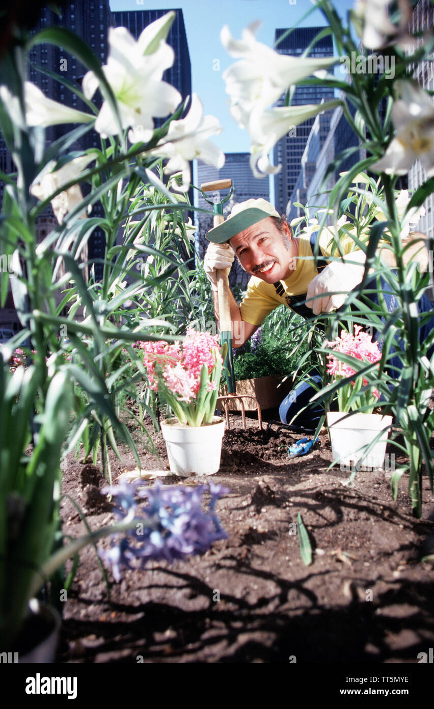 Gardner planting flowers on Park Avenue in New York City Stock Photo ...