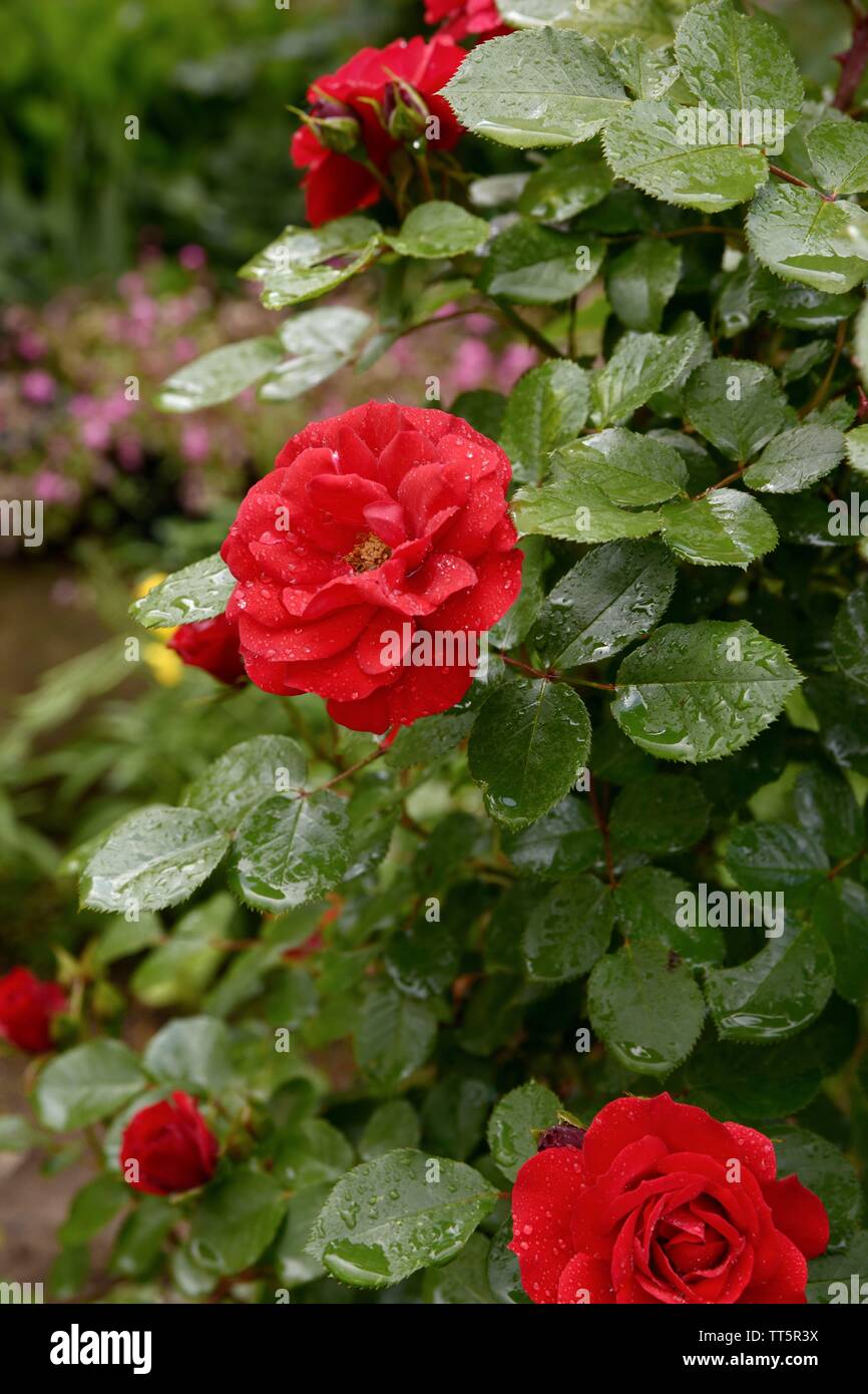 Beautiful blooming red rose bushes in a garden Stock Photo - Alamy