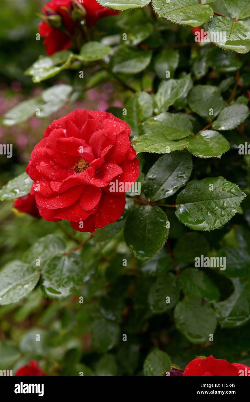 Beautiful blooming red rose bushes in a garden Stock Photo - Alamy