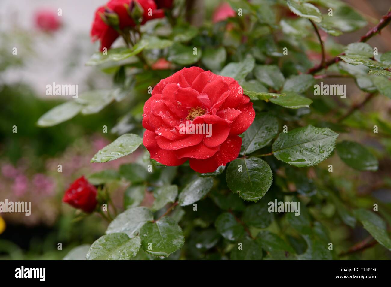 Beautiful blooming red rose bushes in a garden Stock Photo - Alamy