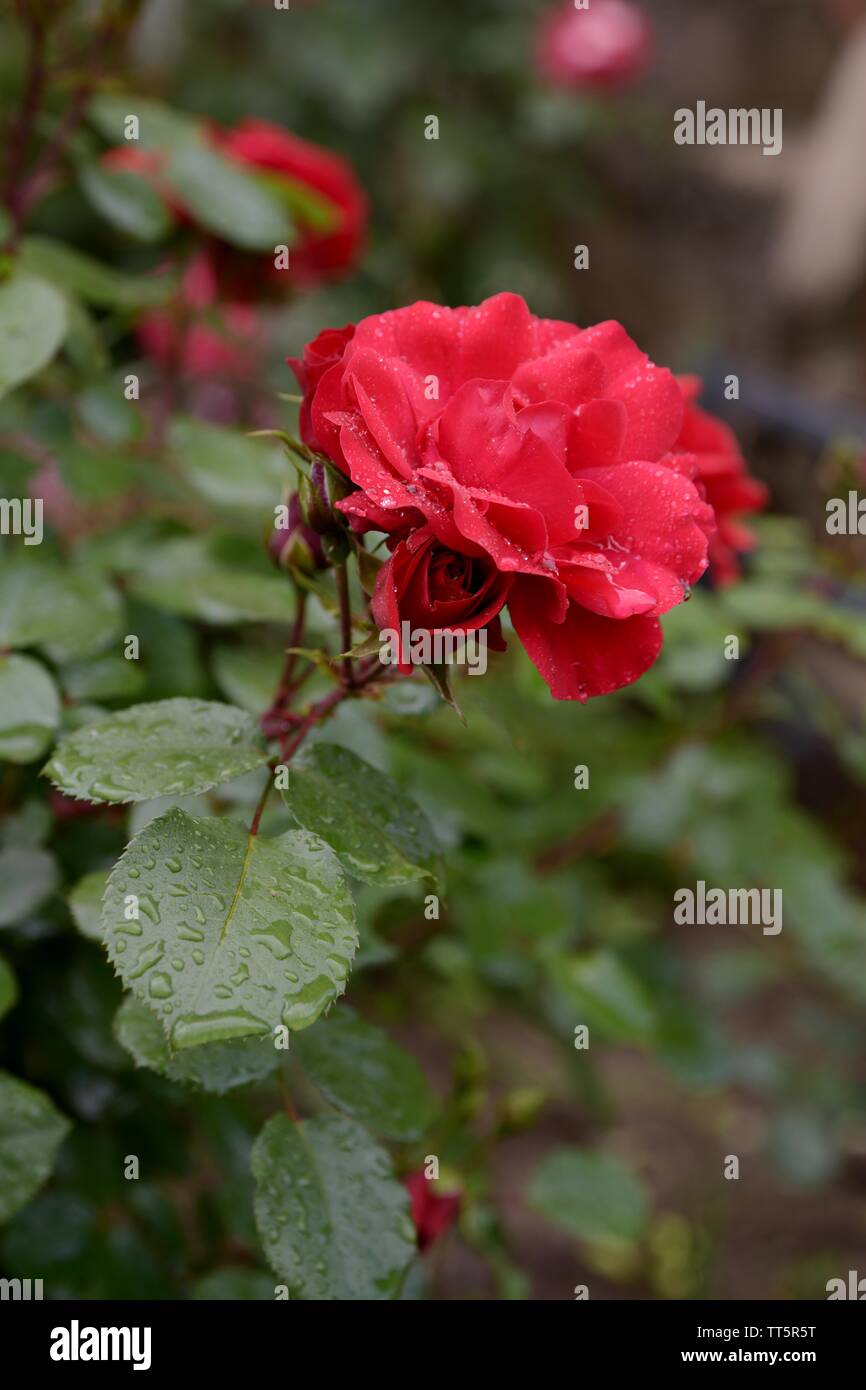Beautiful blooming red rose bushes in a garden Stock Photo - Alamy