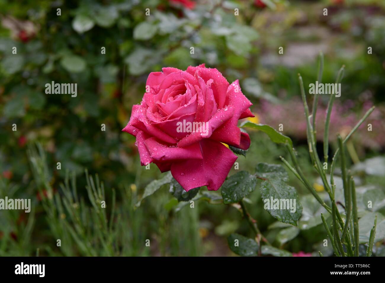 Beautiful blooming red rose bushes in a garden Stock Photo - Alamy