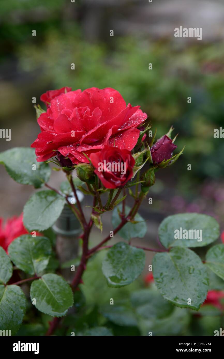 Beautiful blooming red rose bushes in a garden Stock Photo - Alamy