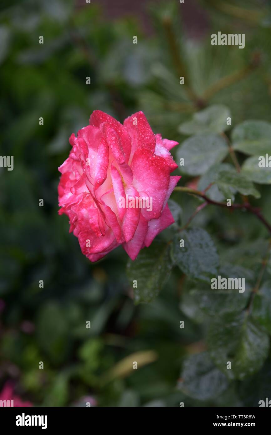 Beautiful blooming red rose bushes in a garden Stock Photo - Alamy